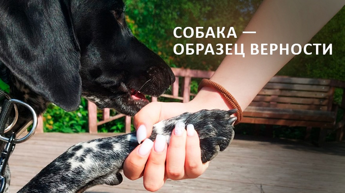 Как ухаживать за лапами питомцев. | Красота | WB Guru